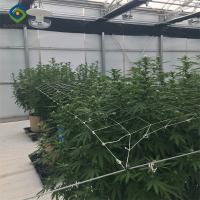 China SAINPOLY Interior Light Dep Greenhouse With Block Sunshine Systems for sale