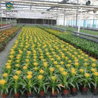 China Galvanized Steel Multispan Commercial Polycarbonate Greenhouse Customized Length for sale