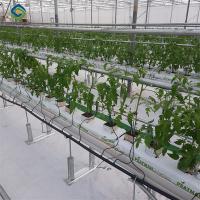 China Galvanized Steel Multispan Commercial Polycarbonate Greenhouse Customized Length for sale
