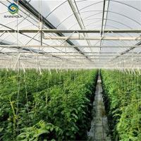 China 30m/50m/60m Length Galvanized Steel Greenhouse Multi Span Greenhouse for sale