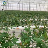 China Large Plastic Covering Greenhouse Economical Solution For Agricultural for sale