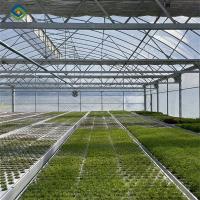 China 30m/50m/60m Length Galvanized Steel Greenhouse Multi Span Greenhouse for sale