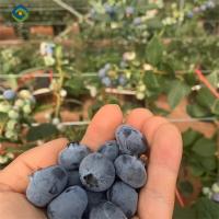 China Galvanized Frame Strong Structure Blueberry Greenhouse Farming Single Layer for sale