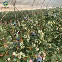 China Galvanized Frame Strong Structure Blueberry Greenhouse Farming Single Layer for sale