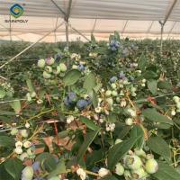 China Easy To Assemble Transparent Blueberry Greenhouse With Electric Systems for sale