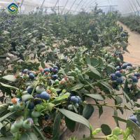 China Easy To Assemble Transparent Blueberry Greenhouse With Electric Systems for sale