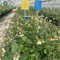 China Professional Structure Agricultural Blueberry Greenhouse Customizable for sale