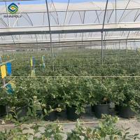 China Multi Span  Blueberry Planting Fruit Growing Greenhouse With Irrigation System for sale