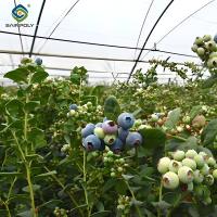 China Customization Multi Span Greenhouse Agriculture Green House For Berry for sale