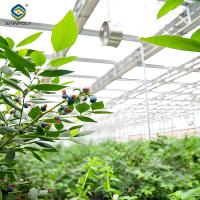 China Multi Span  Blueberry Planting Fruit Growing Greenhouse With Irrigation System for sale
