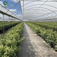 China 4 Season Heavy Duty Commercial Greenhouse For Agricultural Blueberry Farming for sale