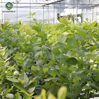 China Sainpoly Agriculture Greenhouse Steel Structure Greenhouse Customized Color for sale