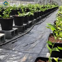 China Personalized Blueberries Greenhouse With Plastic Covering Rainproof for sale