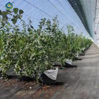 China 4 Season Heavy Duty Commercial Greenhouse For Agricultural Blueberry Farming for sale