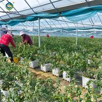 China Professional Structure Agricultural Blueberry Greenhouse Customizable for sale