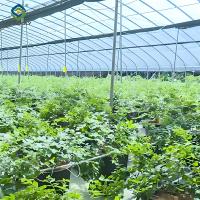 China Simple Design Easy To Install Blueberry Greenhouse With Electric Manual Systems for sale