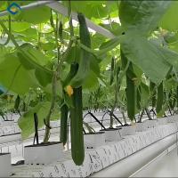 China Large Size Hydroponic Farming Greenhouse For Vegetable Fruits Growth for sale