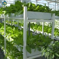 China Double Film Indoor Outdoor Hydroponic Greenhouse Tomato Production for sale