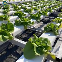 China Double Film Indoor Outdoor Hydroponic Greenhouse Tomato Production for sale