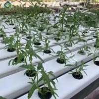 China Double Film Indoor Outdoor Hydroponic Greenhouse Tomato Production for sale