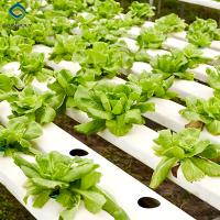 China Large Size Hydroponic Farming Greenhouse For Vegetable Fruits Growth for sale