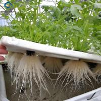 China Customizable Agricultural Greenhouses Aeroponics Lettuce Hydroponics System for sale