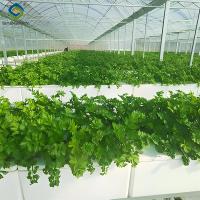 China Customizable Agricultural Greenhouses Aeroponics Lettuce Hydroponics System for sale