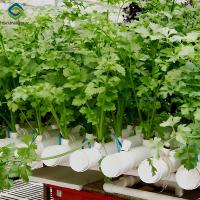 China Agricultural Multispan Greenhouse Complete Hydroponic Nft Greenhouse for sale