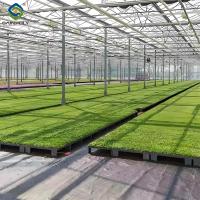 China Agricultural Multispan Greenhouse Complete Hydroponic Nft Greenhouse for sale
