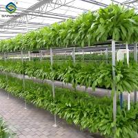 China Agricultural NFT Vertical Growing Greenhouse Soilless Greenhouse Multi Span for sale