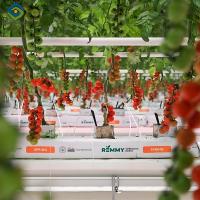 China Large Size Hydroponic Farming Greenhouse For Vegetable Fruits Growth for sale