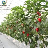 China Agricultural NFT Vertical Growing Greenhouse Soilless Greenhouse Multi Span for sale