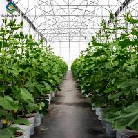 China High Production Automated Hydroponic Greenhouse Large Glass Greenhouses for sale
