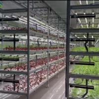 China Vertical Lettuce Greenhouse PC Sheet Greenhouse With Hydroponic System for sale