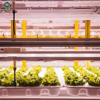China High Yield Agricultural Lettuce Greenhouse With Intelligent Control System for sale