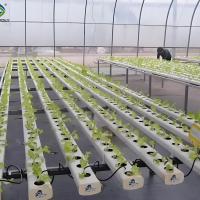 China Lettuce Vegetable Growing Smart Greenhouse Farming Greenhouse With Steel Frame for sale