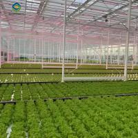 China Large Size Commercial Lettuce Greenhouse With Hydroponic Growing Systems for sale