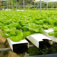 China Large Size Commercial Lettuce Greenhouse With Hydroponic Growing Systems for sale