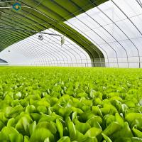 China Lettuce Planting Hydroponic Farming Greenhouse Food Grade PVC NFT System for sale