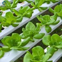 China PVC Gutter Soilless Culture Hydroponic Lettuce Greenhouse Anti Corrosion for sale