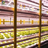 China Lettuce Vegetable Growing Smart Greenhouse Farming Greenhouse With Steel Frame for sale