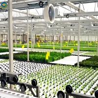 China High Yield Agricultural Lettuce Greenhouse With Intelligent Control System for sale