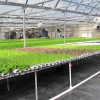 China Customization Commercial Plastic Film Greenhouse For Lettuce Planting for sale
