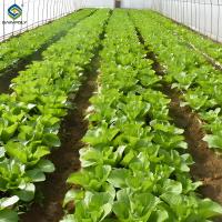 China Lettuce Planting Hydroponic Farming Greenhouse Food Grade PVC NFT System for sale