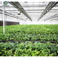 China Lettuce Vegetable Growing Smart Greenhouse Farming Greenhouse With Steel Frame for sale