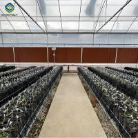 China Multi Span Commercial Agriculture Film Greenhouses For Tomatoes Cucumber for sale