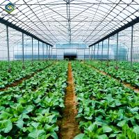 China Multispan Vegetable Growing Greenhouse Commercial Tunnel Greenhouse for sale