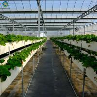China Low Energy Consumption Strawberry Plant Greenhouse Customized 1.1m Height for sale