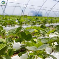 China Galvanized Steel Hydroponics Strawberry Greenhouse Large Size for sale