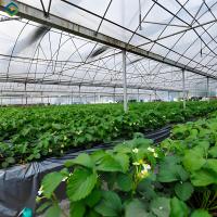 China Multi Span Large Tunnel Greenhouse Strawberry Growing Automatic Greenhouse for sale